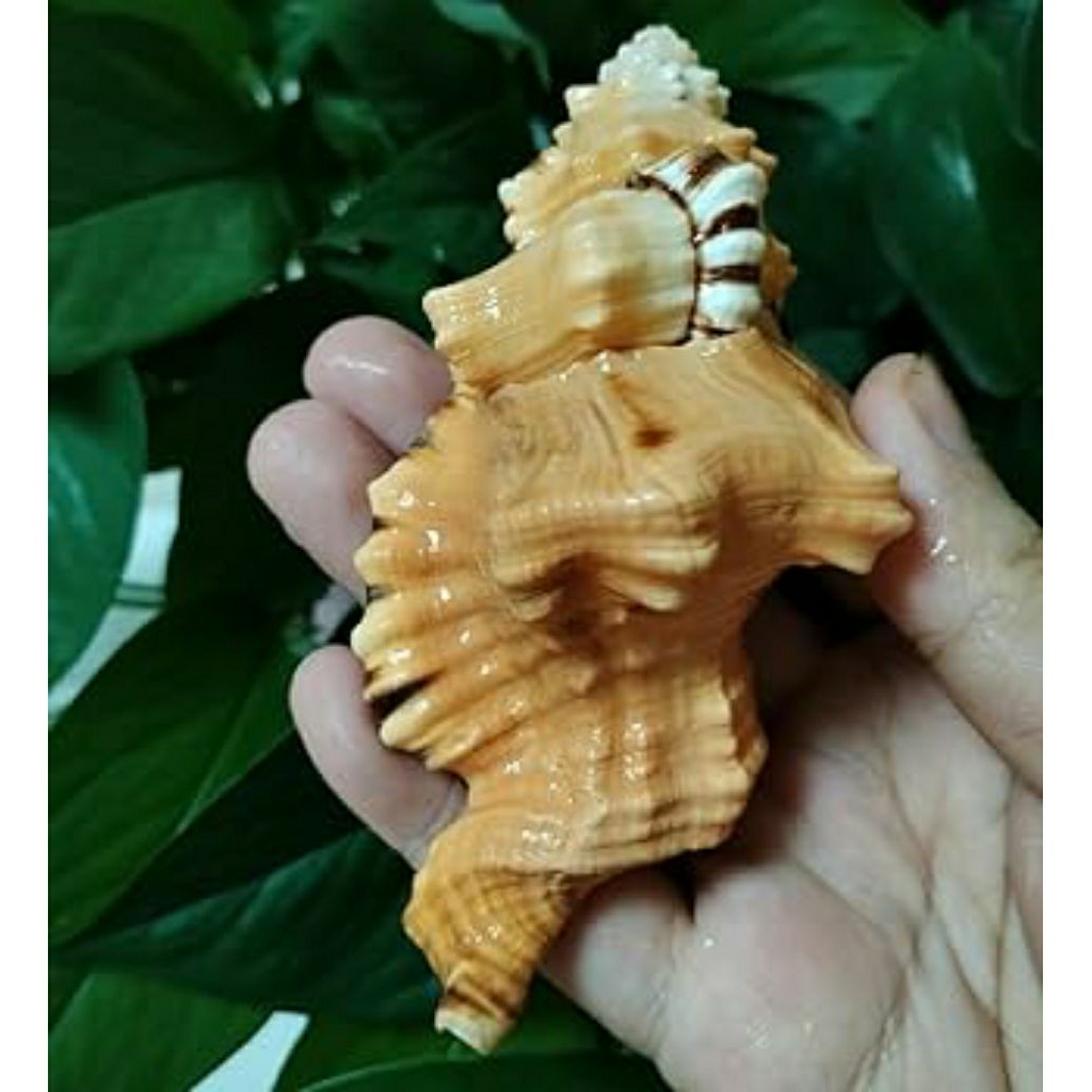 Jual CYMATIUM LOTORIUM LANGKA CANGKANG KERANG SIPUT LAUT CYMATIUM ...