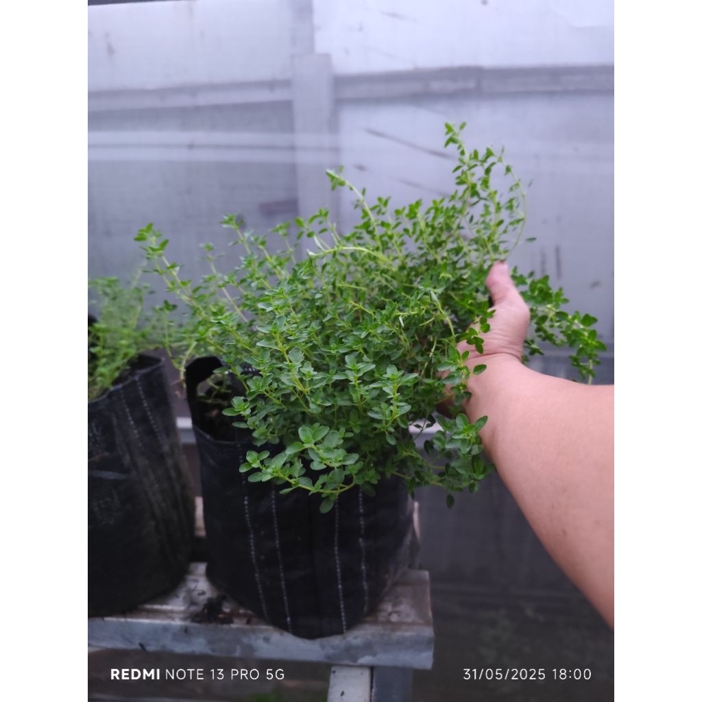Jual Tanaman Thyme | Shopee Indonesia