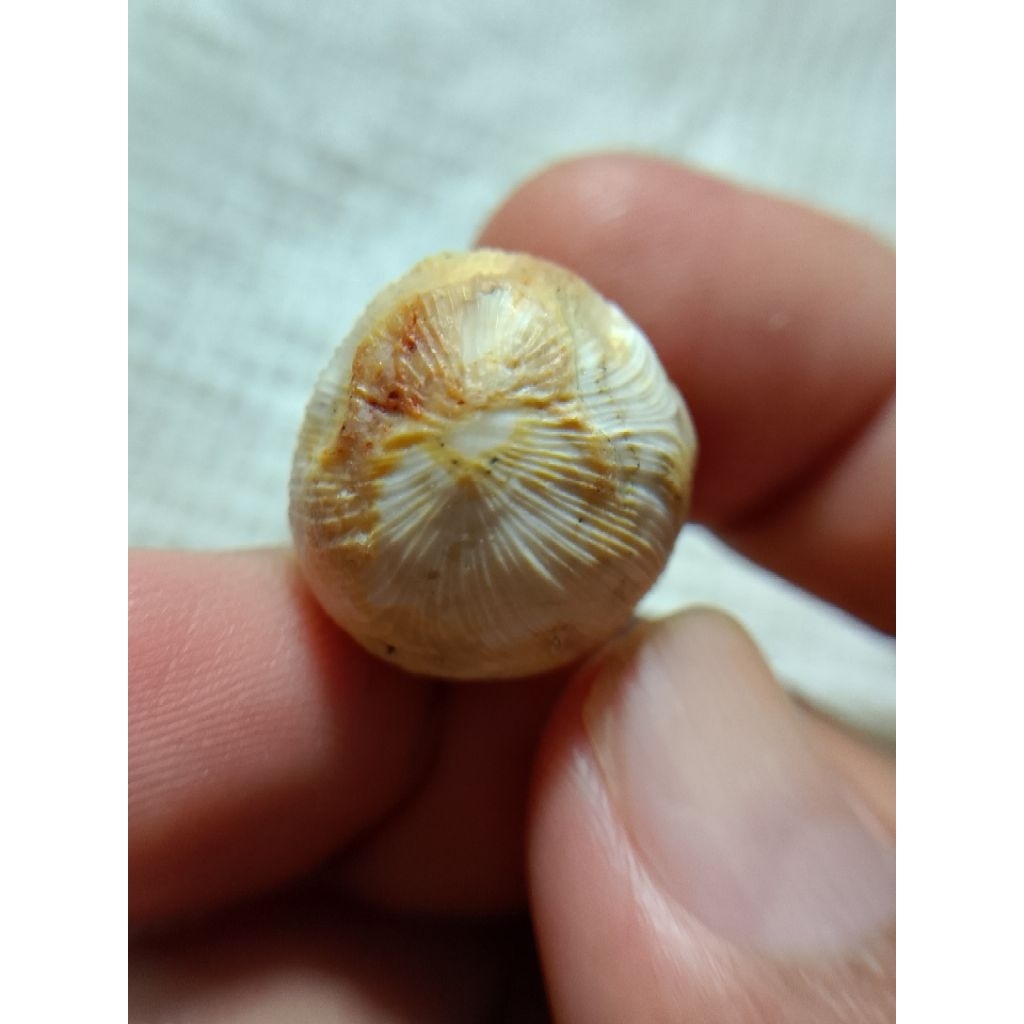 Jual batu natural tombong kentos fosil | Shopee Indonesia
