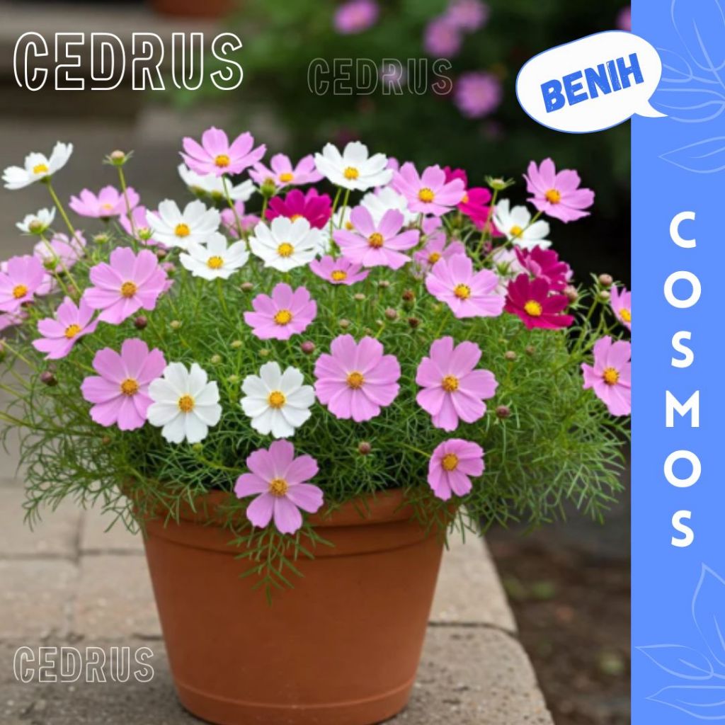 Jual Benih COSMOS SONATA - Bibit Biji Bunga | Shopee Indonesia