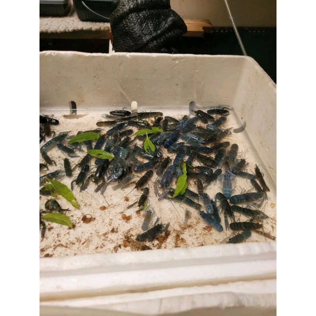 Jual BURAYAK LOBSTER AIR TAWAR UK 0,5IN S,D 1,5INC PER PCS SUPER ...