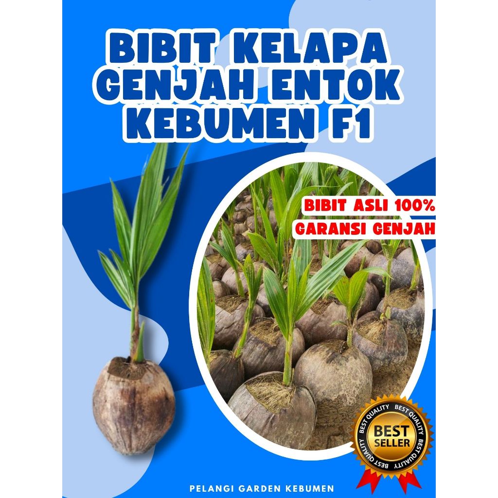 Jual PROMO !! Bibit Buah Kelapa Genjah Bersertifikat F1, Bibit Buah ...