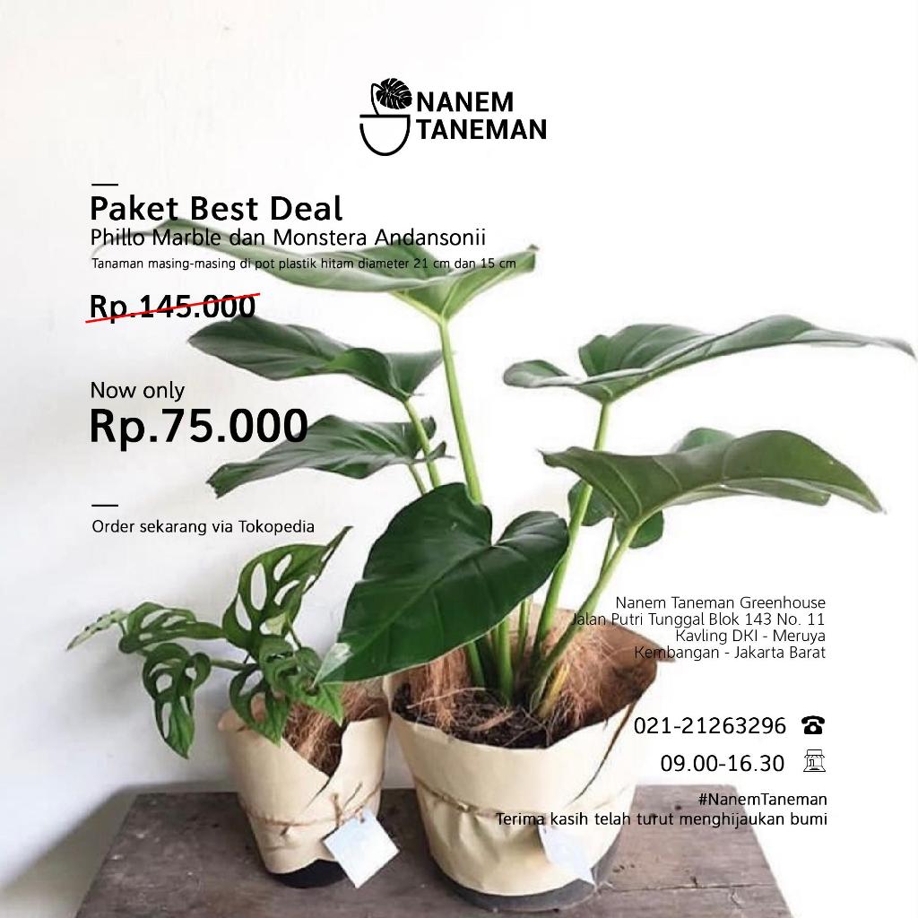 Jual Nanem Taneman - Phillo Marble & Monstera Andansonii - Paket Best ...