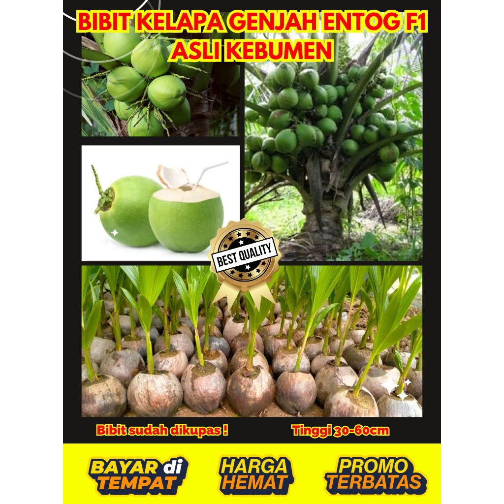 Jual LANGSUNG DARI INDUKAN !! Bibit Buah Kelapa Genjah Entok ...