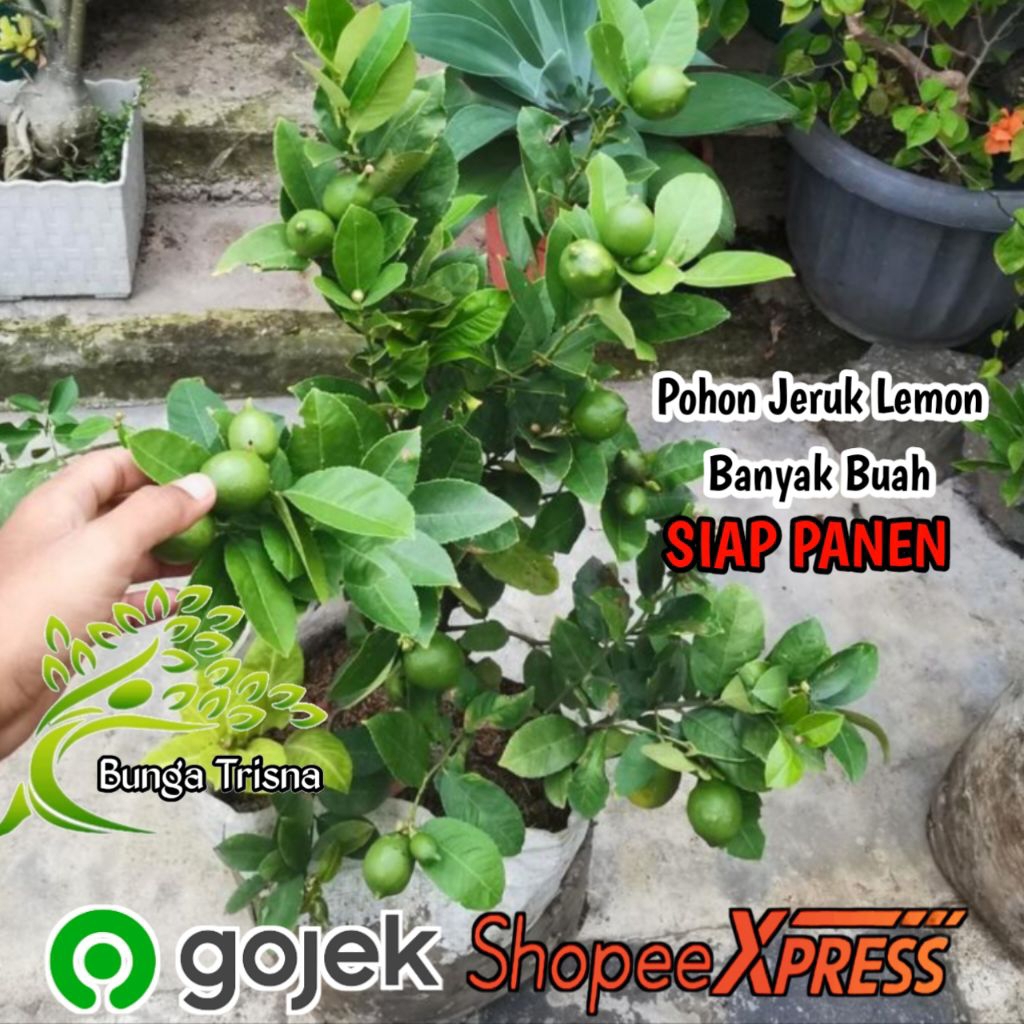 Jual TANAMAN POHON JERUK RIMBUN SUDAH BERBUAH LIMAU SONGKIT LEMON ...