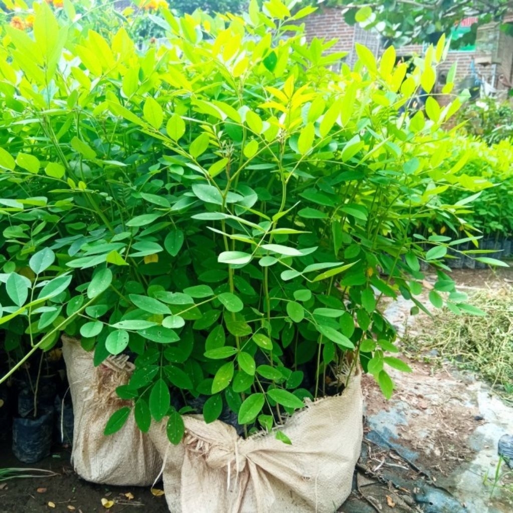 Jual Bibit Indigofera Rumput Pakan Ternak Protein Murah | Shopee Indonesia