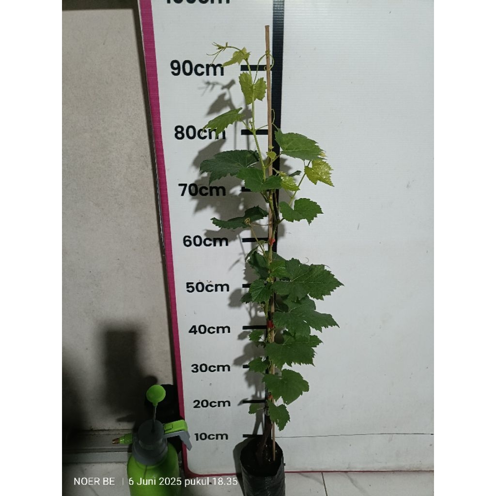 Jual Tamaki sambung sisip | Shopee Indonesia