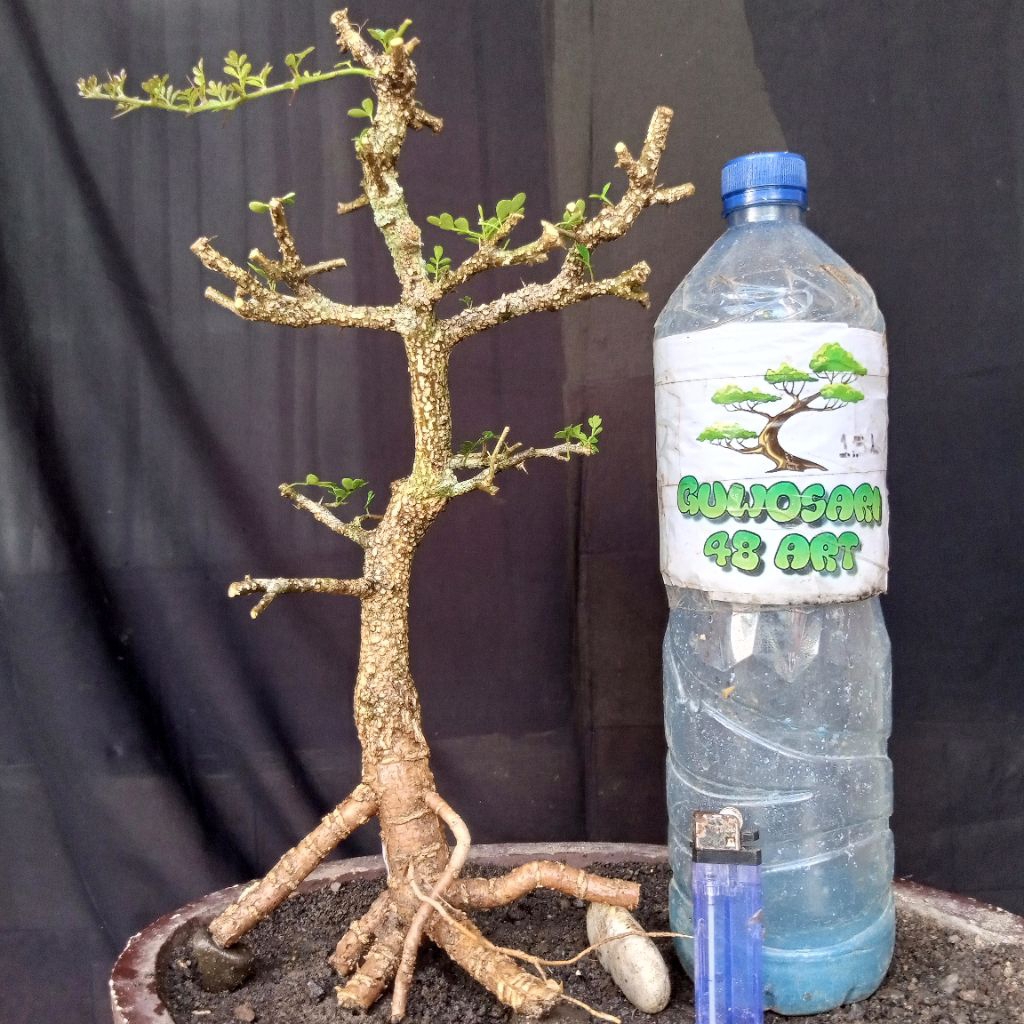 Jual Bahan Bonsai Kawista Batu Formal Cabang Kanan Kiri Small Size Real ...