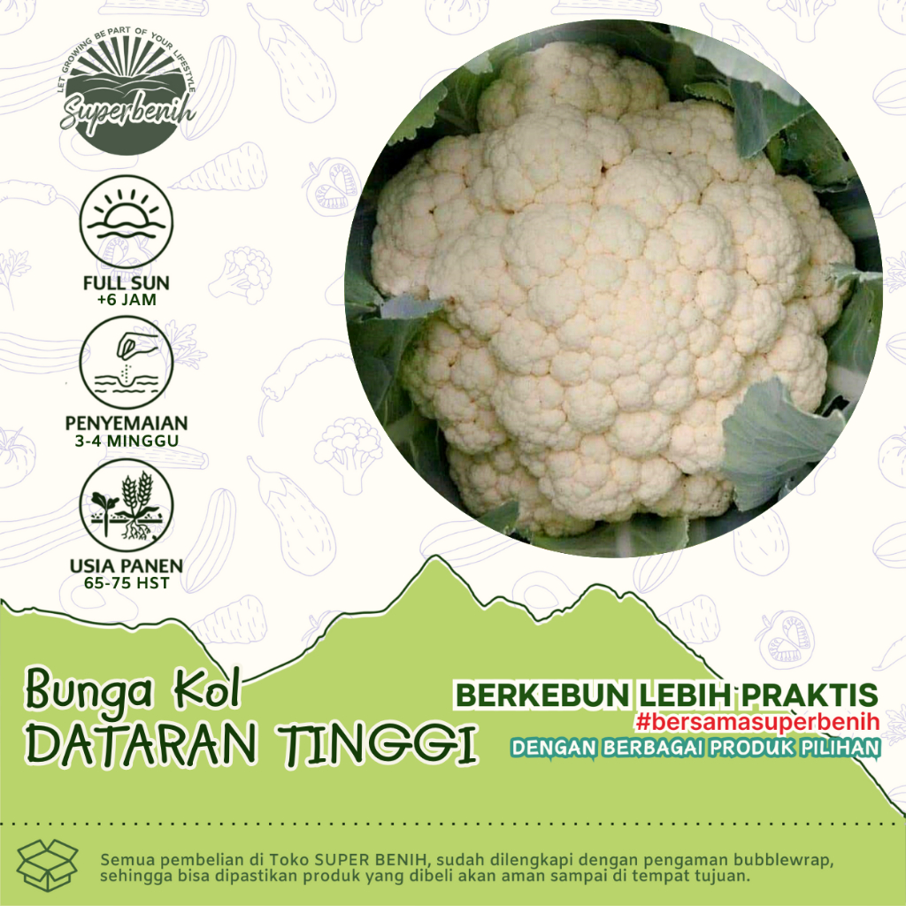 Jual 15 Biji - Benih Bunga Kol DATARAN TINGGI, optimal di dataran ...