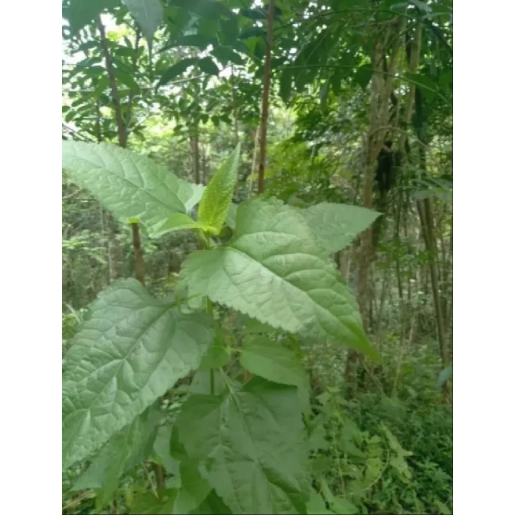 Jual Daun kirinyuh daun Kaposandsa segar dan press baru di petik obat ...