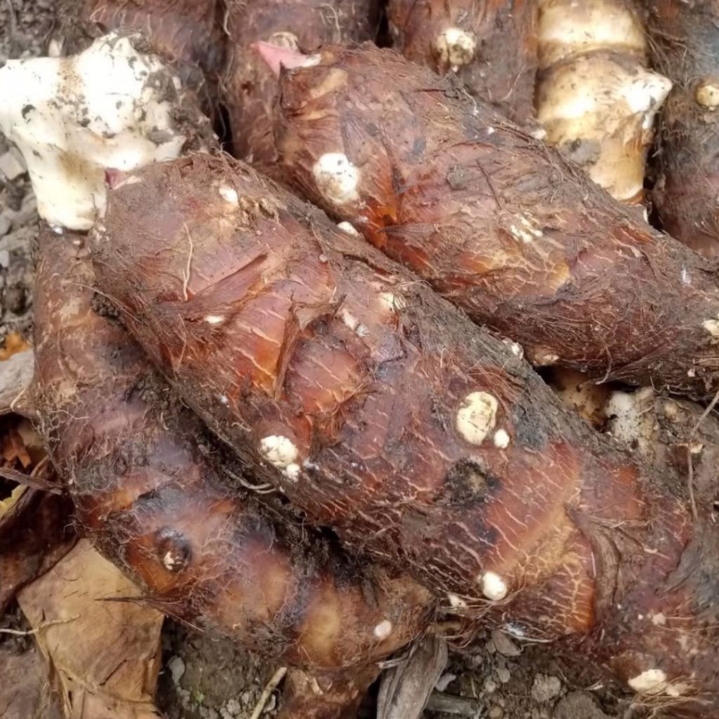 Jual (1 Kg) Umbi Talas / ubi Tales / entik talas asli enak gurih ...