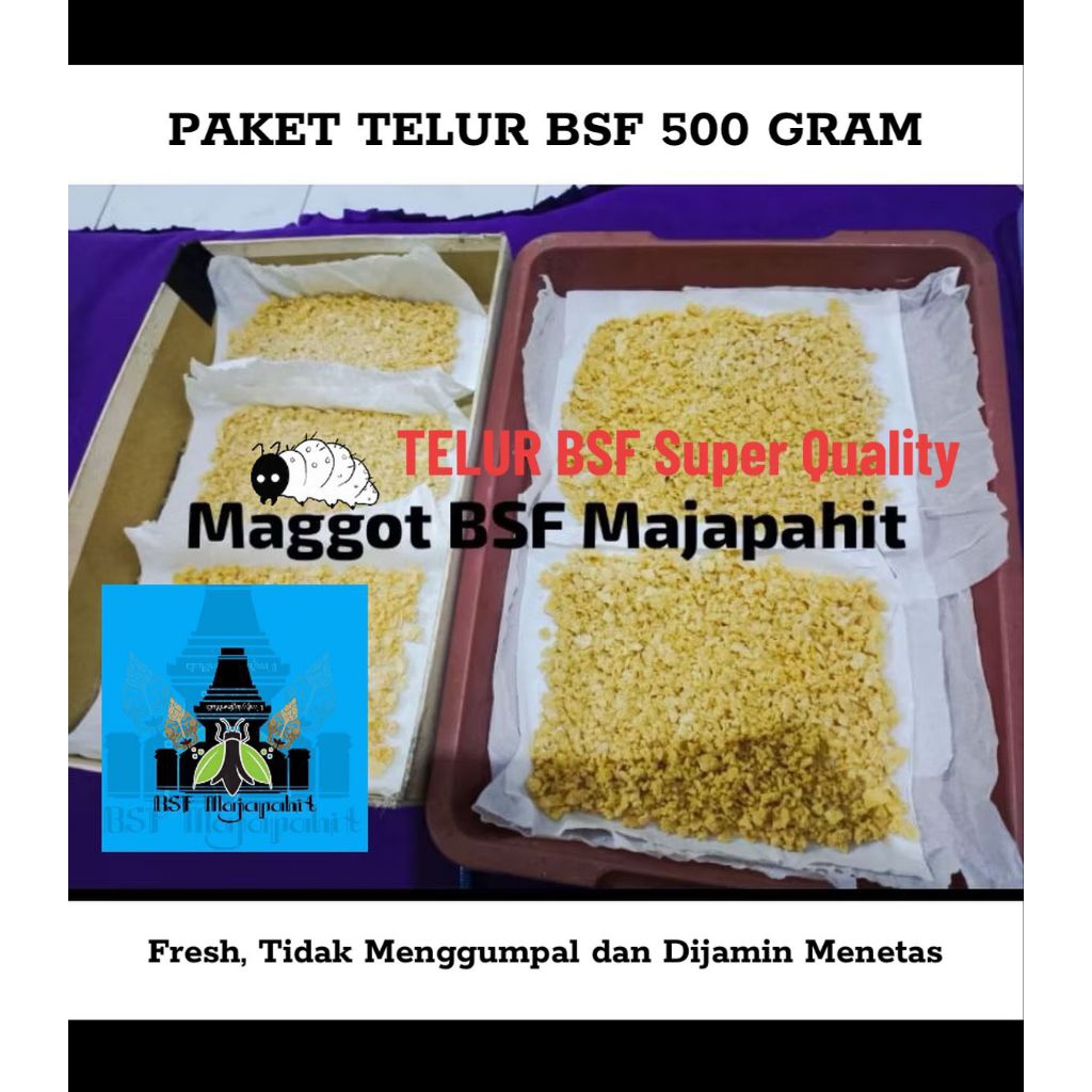 Jual TELUR MAGGOT 500 GRAM | Shopee Indonesia