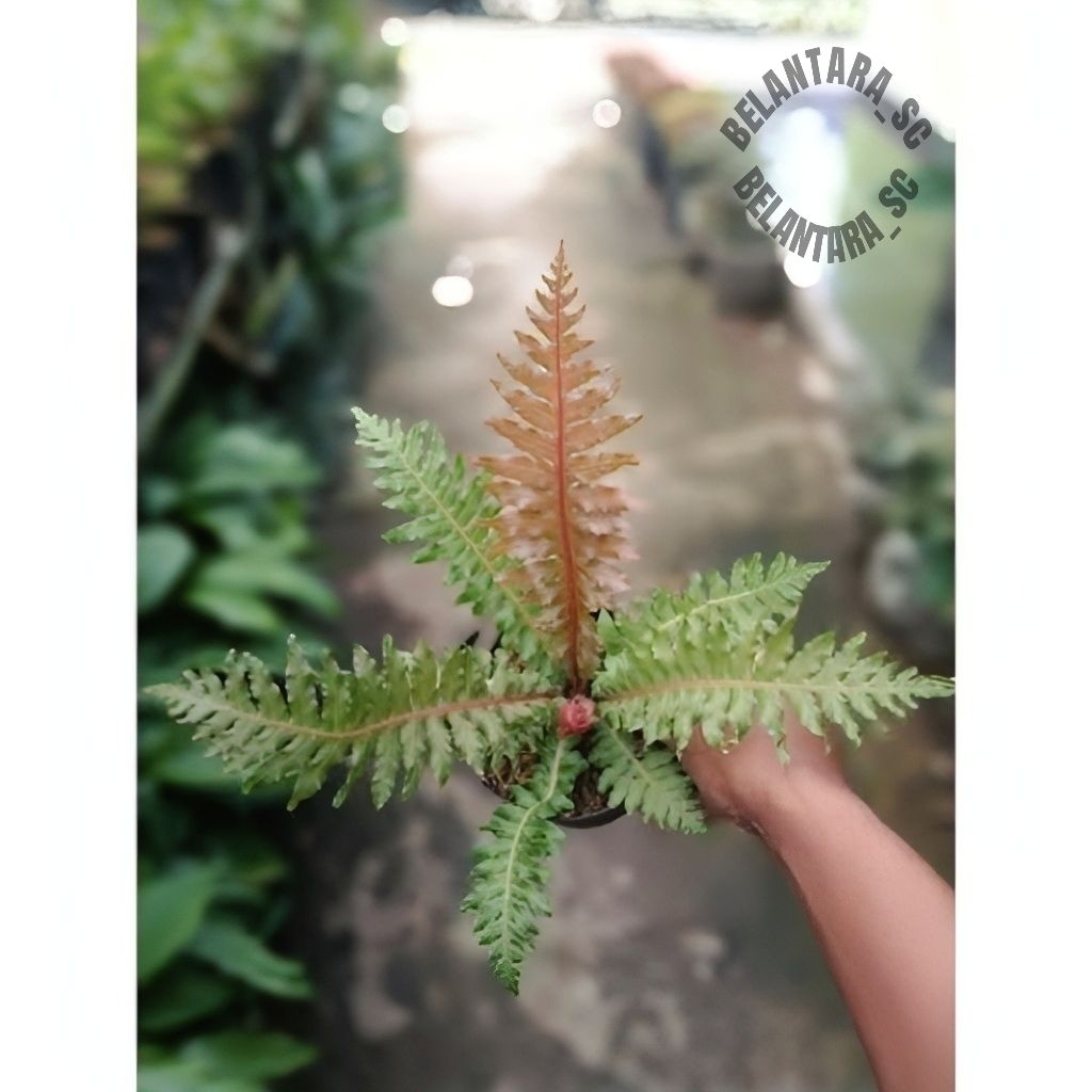 Jual Tanaman Hias Pakis Pucuk Merah-Pakis Udang-Pakis Blechnum rimbun ...