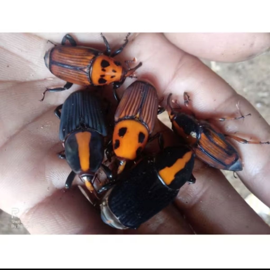 Jual Kumbang ulat sagu atau tunge 5 ekor | Shopee Indonesia
