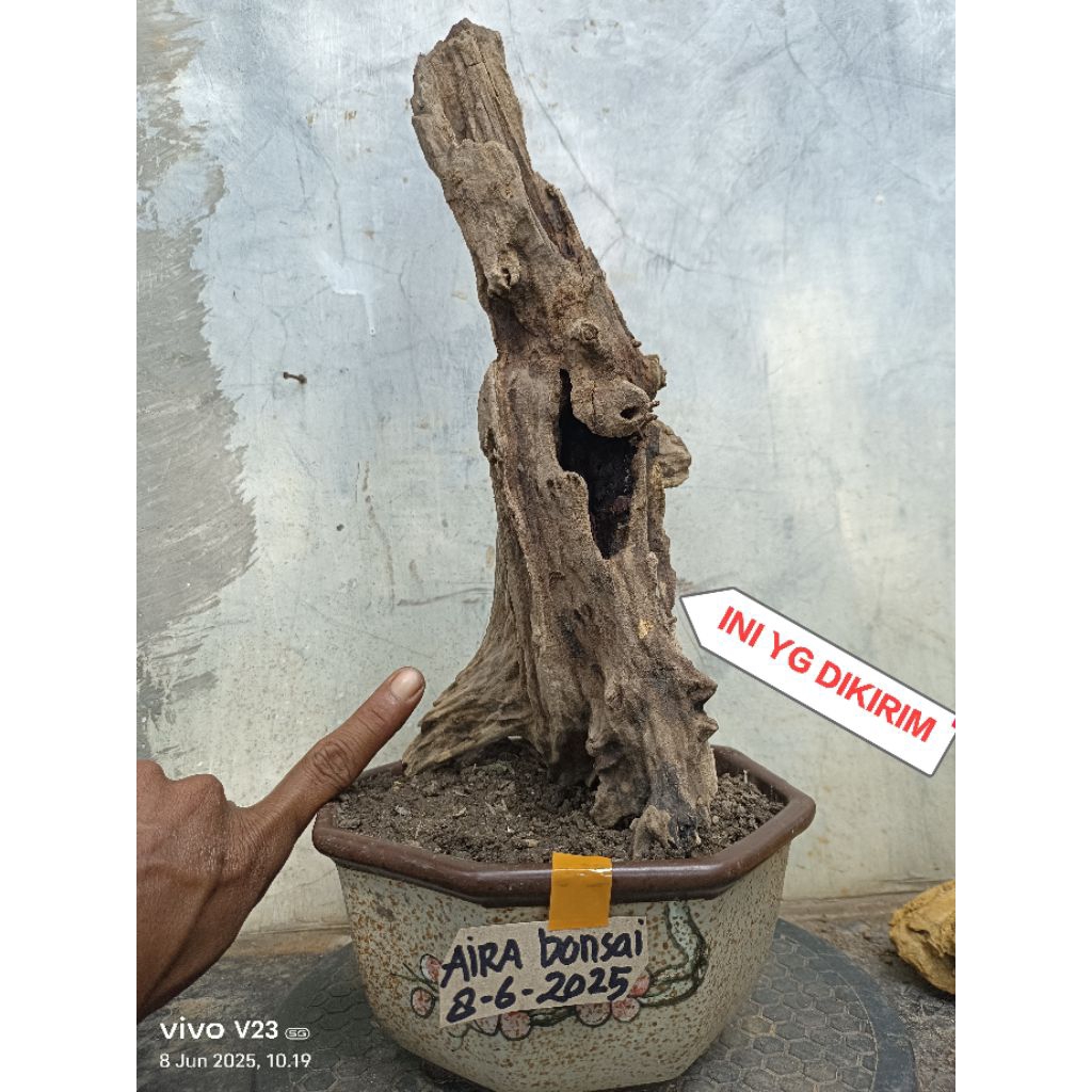Jual kayu rentek untuk bonsai tanuki | Shopee Indonesia