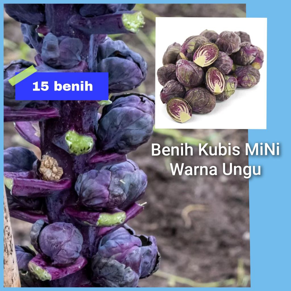 Jual Benih Kubis Mini Brussel Sprout Warna Ungu (15 benih) | Shopee ...