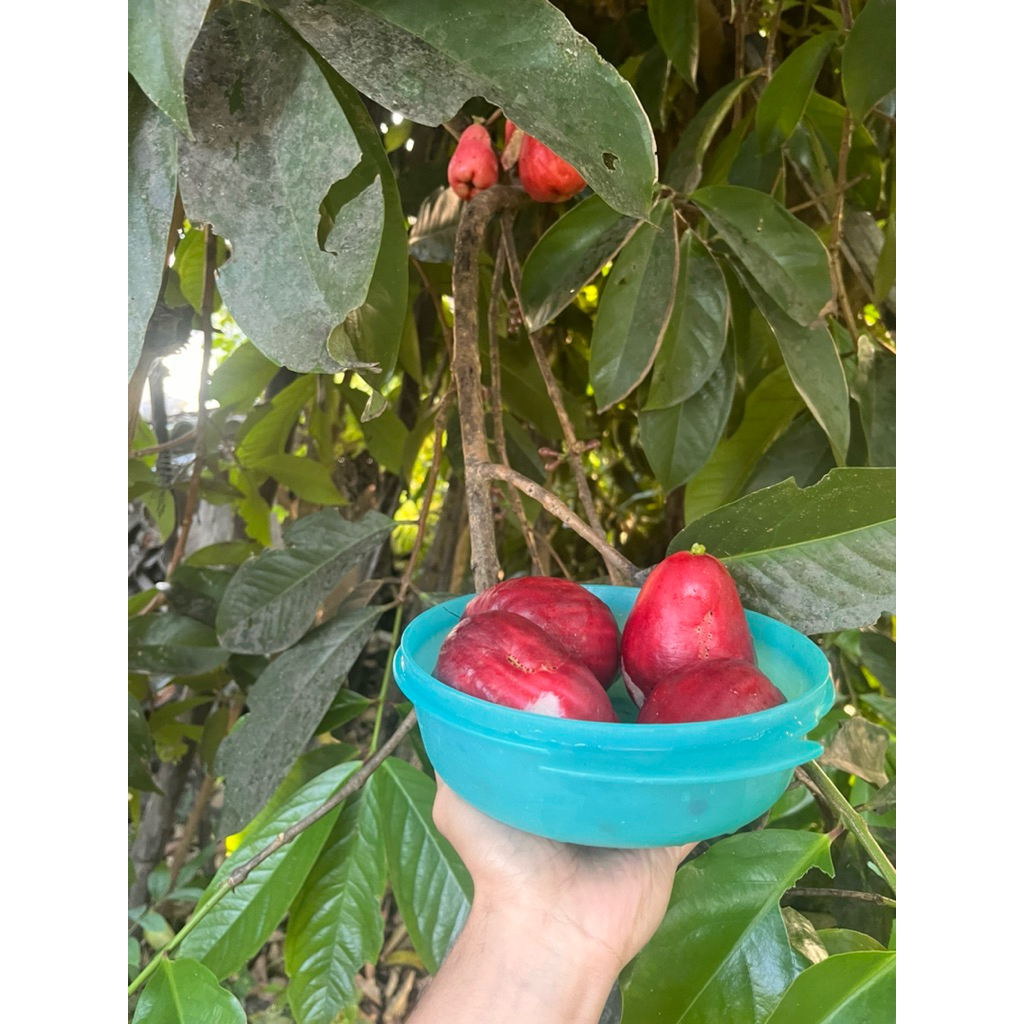 Jual Jambu Bol Australia Segar 1kg | Shopee Indonesia