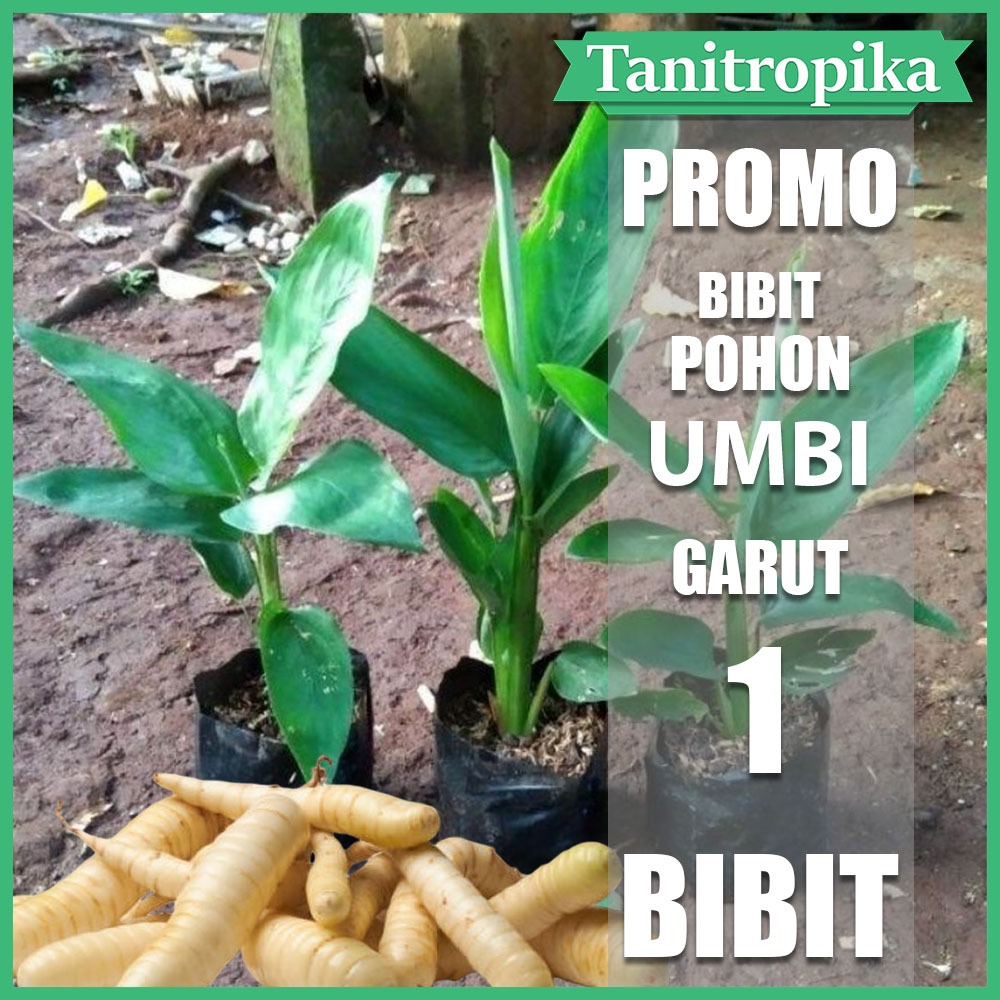 Jual Bibit Tanaman Umbi Garut Kualitas unggul isi 1 pohon toko tani ...