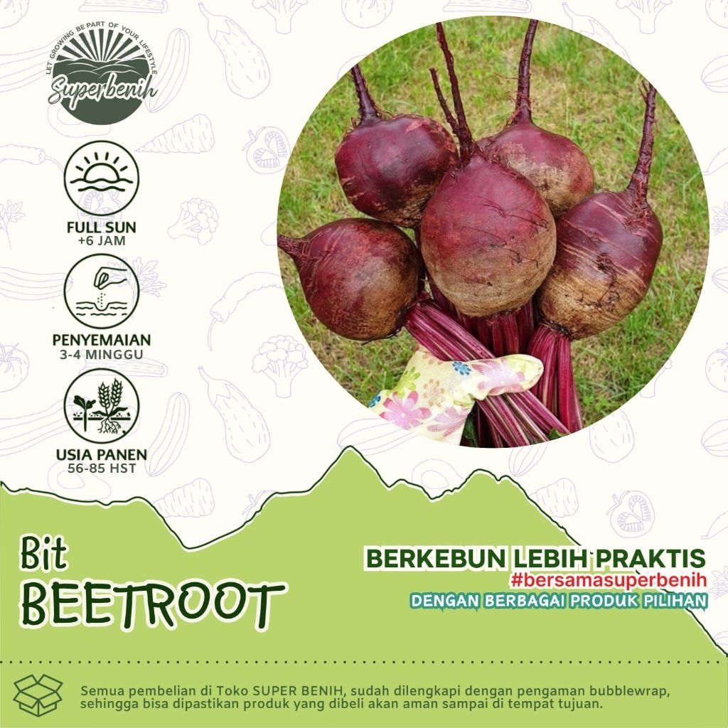 Jual 25 Biji - Benih Umbi BIT BEETROOT, hasil umbi lebih seragam ...
