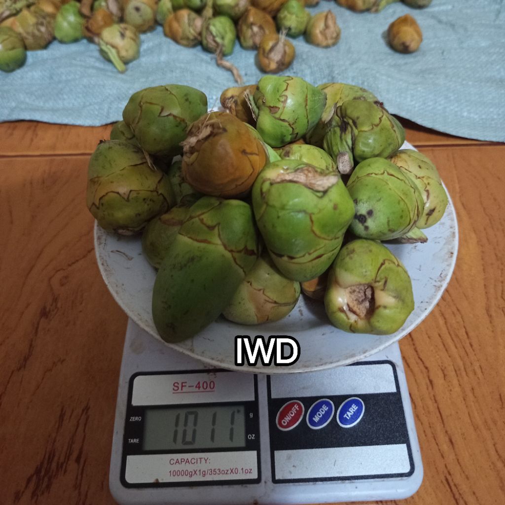 Jual Paket murah 1kg kelapa muda kecil / beluluk / tembuluk / bluluk ...