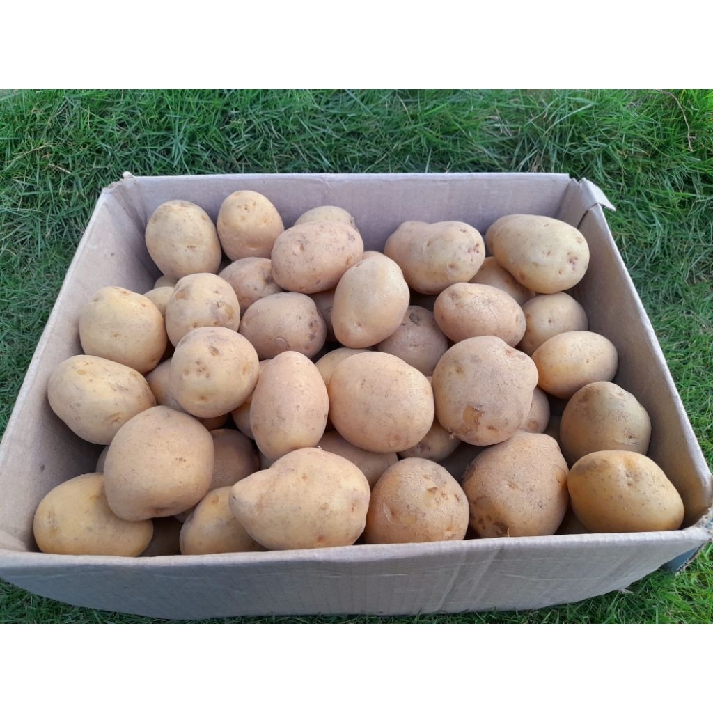 Jual Terlaris No 1 Kentang Dieng Super Segar 1 Kg [Kecil Sedang ...