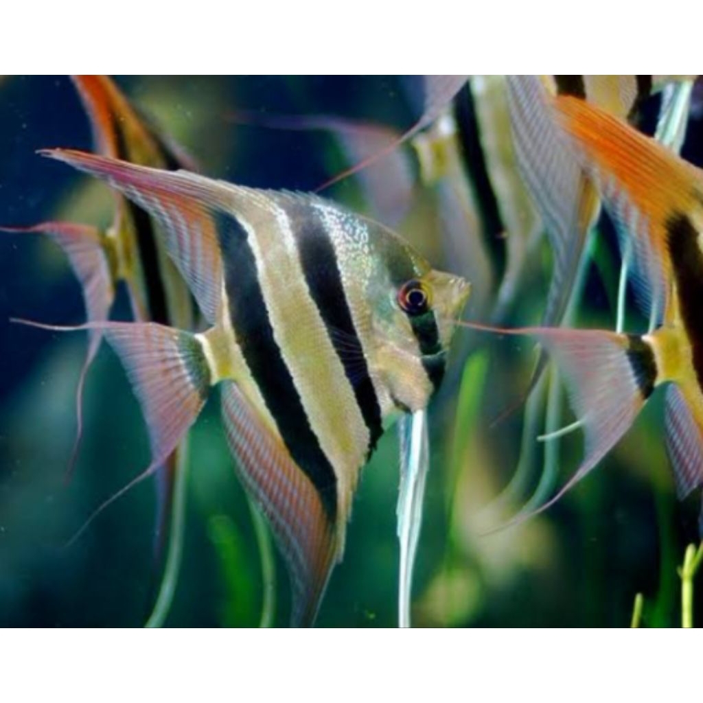 Jual hiasan aquarium manfish altum | Shopee Indonesia