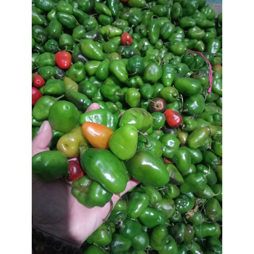 Jual cabe gendot 200gram | Shopee Indonesia