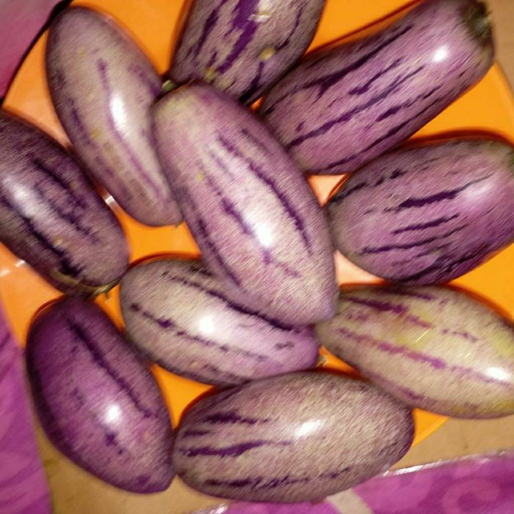 Jual Buah Pepino Papino petik segar kg | Shopee Indonesia