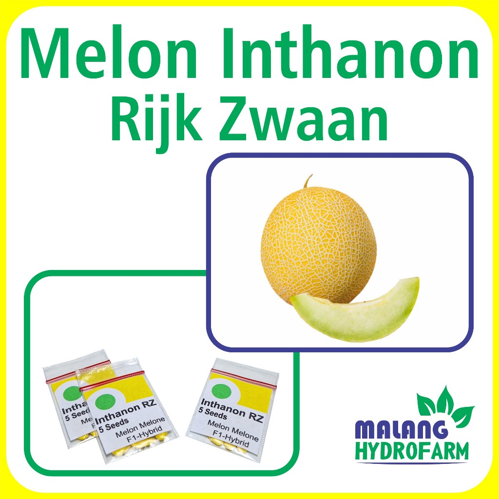 Jual Benih Melon Inthanon RZ 5 seeds intanon rijk zwaan Unggul ...