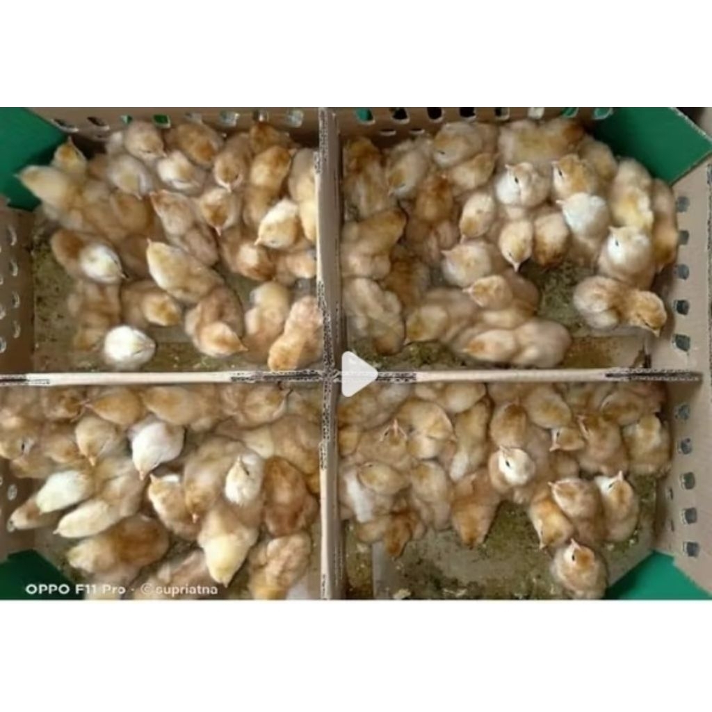 Jual ayam petelur layer doc 100 ekor umur 4 hari | Shopee Indonesia