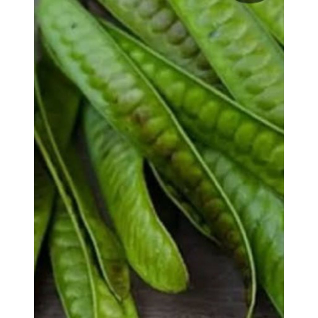 Jual Jual pete cina tua atau yang mudanya segar organik 250 g | Shopee ...