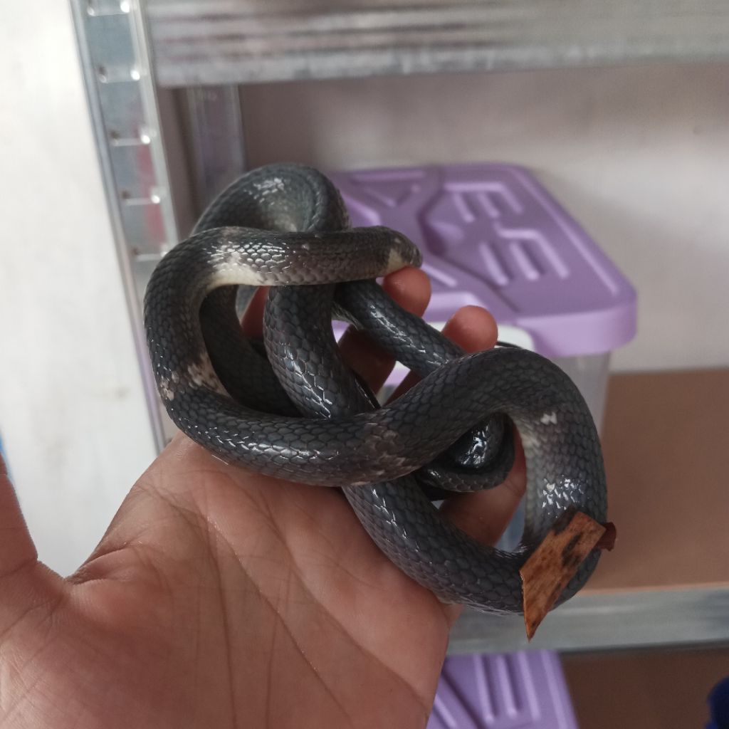 Jual Lycodon Subcinctus ( Ular Cicak Belang ) | Shopee Indonesia