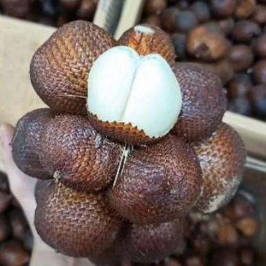 Jual Buah salak gula pasir segar manis cruncy 1 kg | Shopee Indonesia