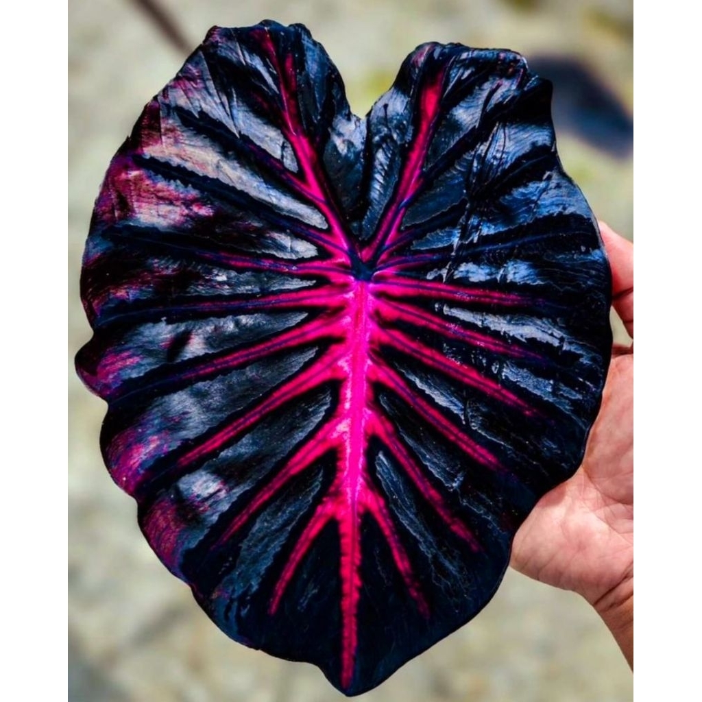 Jual ( BISA COD ) Caladium Colocasia Hybrit Keladi Hias Colocasia ...