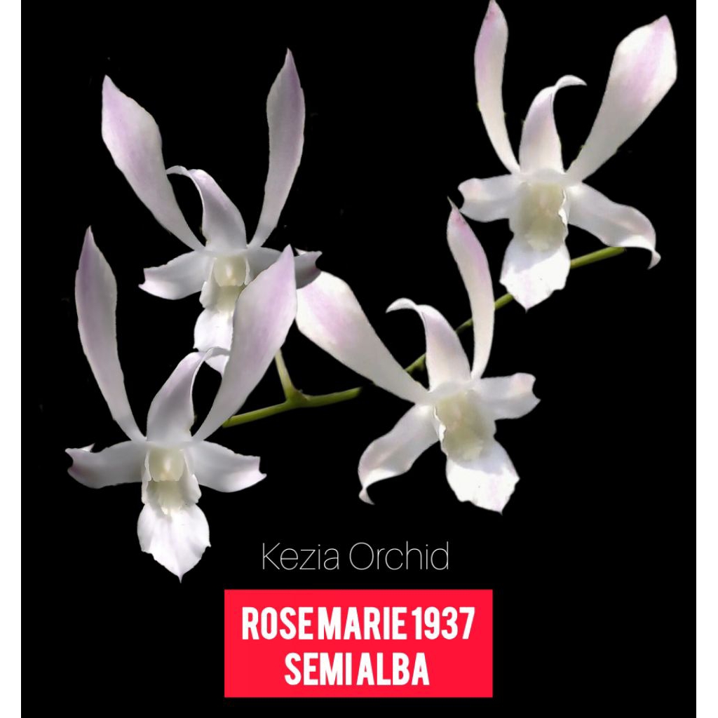 Jual Koleksi Anggrek Jadul Dendrobium ROSE MARIE: ROSE MARIE PINK; ROSE ...