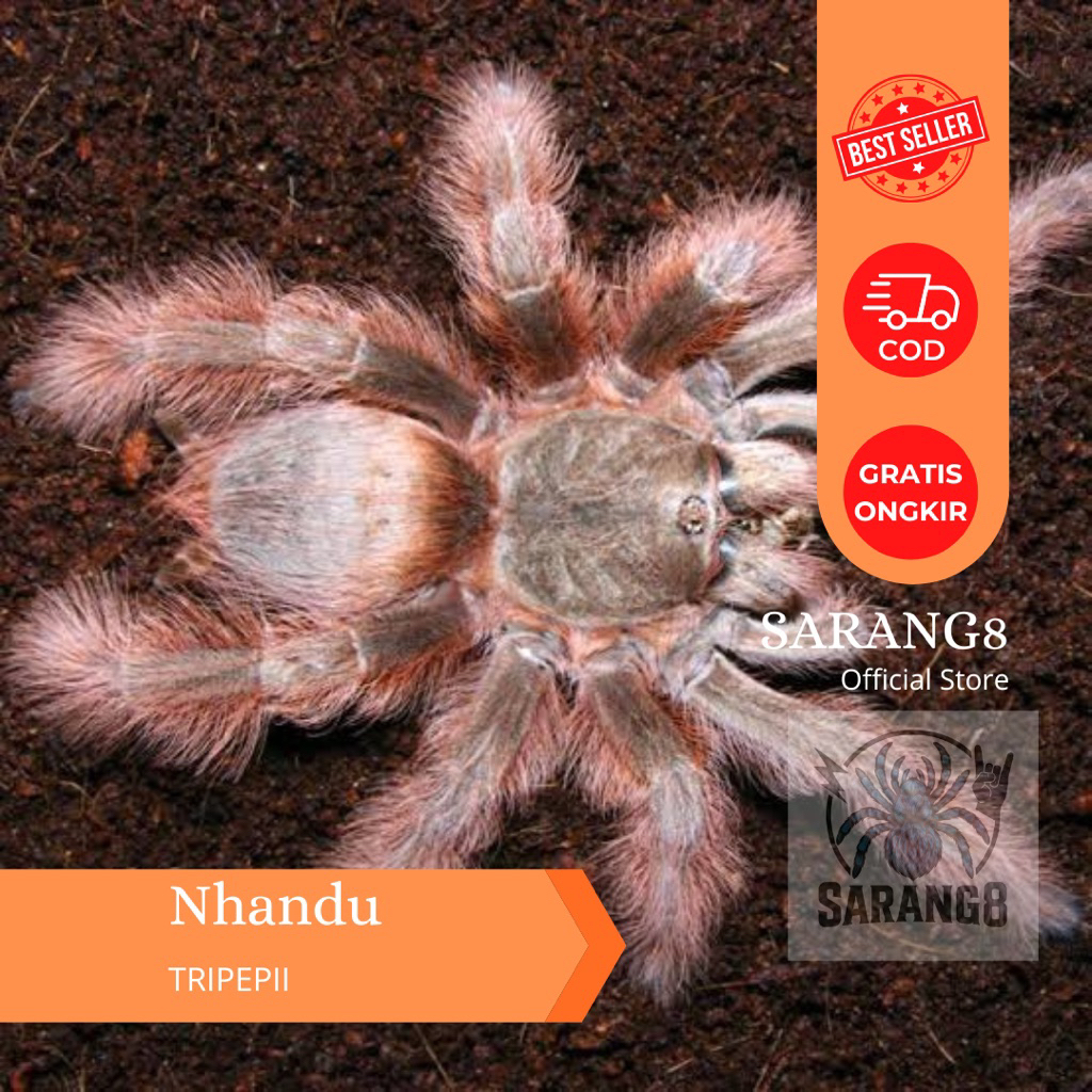 Jual nandhu tripepi tarantula pakan reptil | Shopee Indonesia
