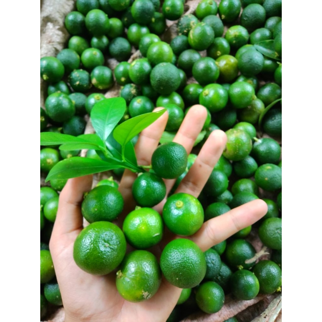 Jual jeruk songkit 1 kg asli dari kebun | Shopee Indonesia