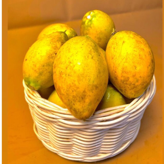 Jual Delicious - Buah Alkesah Buah Sawo Mentega Alkesa Manis Fresh ...