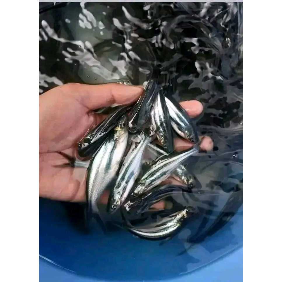 Jual Bibit Ikan Patin Ukuran 5 - 6 Cm – Sehat & Siap Tebar – Cocok ...