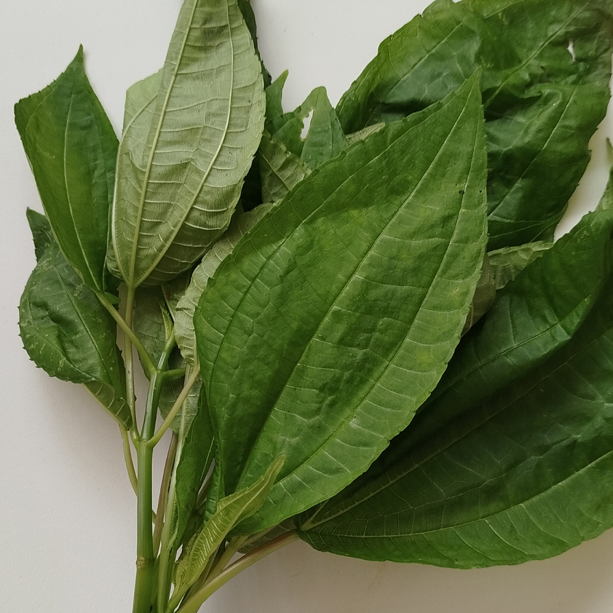 Jual Daun Poh Pohan Segar per ikat | Lalapan Daun Khas Sunda | Shopee ...