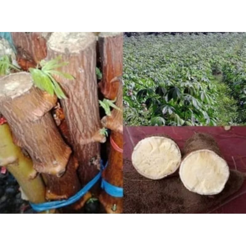 Jual stek tanaman bibit singkong 500 gram | Shopee Indonesia