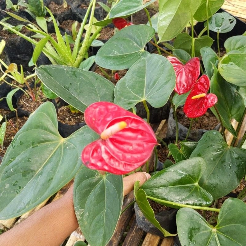 Jual DIARY PETANI - Tanaman Hias Anthurium Bunga Warna Merah Sudah ...