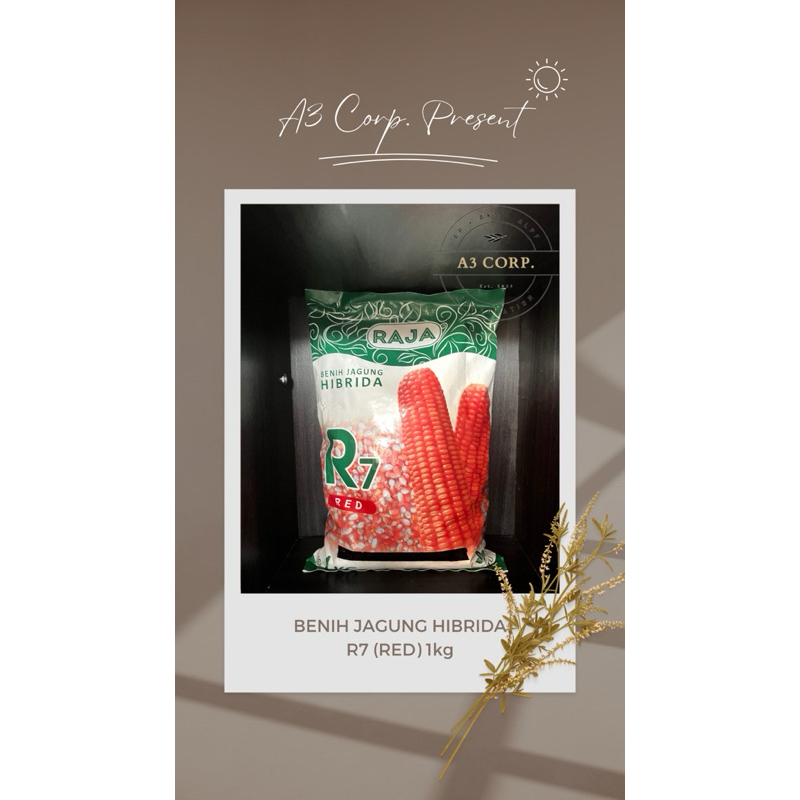 Jual Raja Benih Jagung Hibrida R7 Red (RED) 1kg | Shopee Indonesia