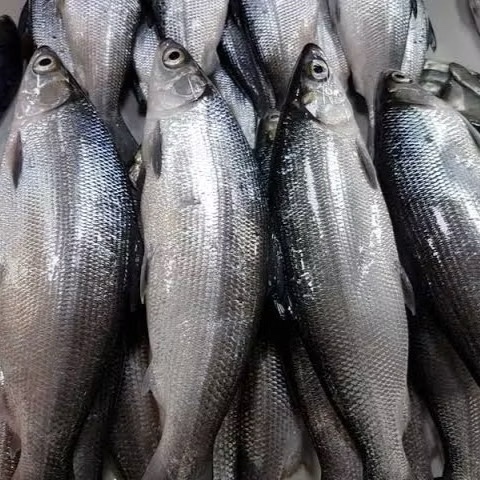 Jual Ikan Bandeng Fresh frozen Segar Beku Murah | Shopee Indonesia