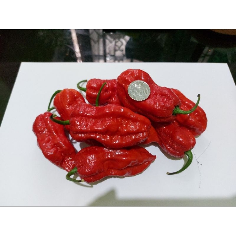 Jual 10 Butir Cabe Silangan Katokkon Super dengan Bhut Jolokia Assam ...