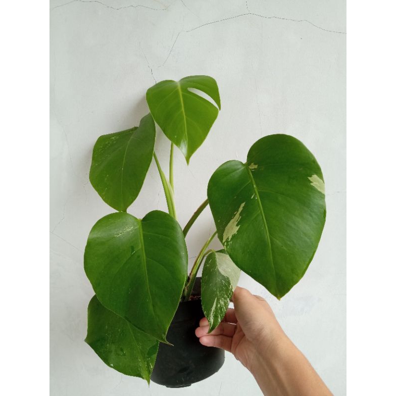 Jual monstera varigata monvar variegata E | Shopee Indonesia