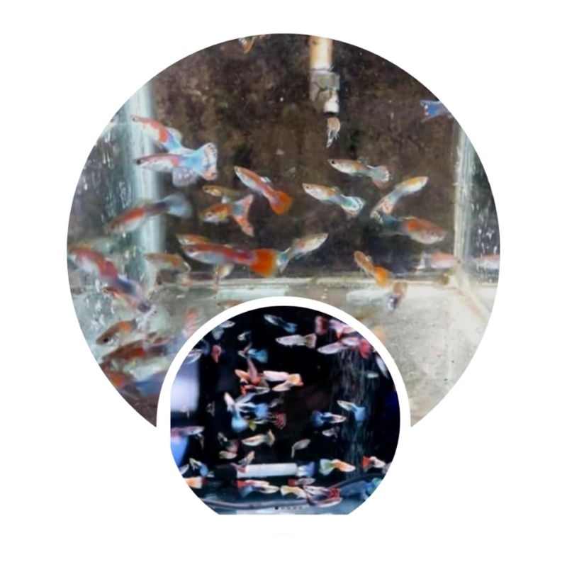 Jual Hiasan akuarium guppy cendolan paket 10 | Shopee Indonesia