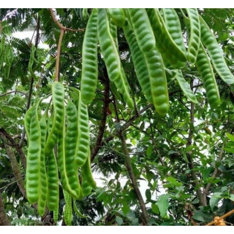 Jual bibit pohon petai / pete papan / petai biang original | Shopee ...