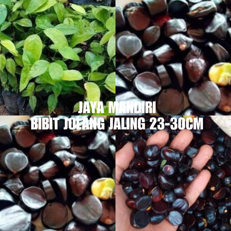 Jual BIBIT JOLANG-JALING 25-30CM SIAP TANAM | Shopee Indonesia