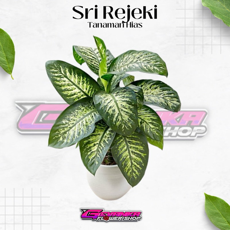 Jual Tanaman Sri Rejeki Daun Bahagia | Shopee Indonesia